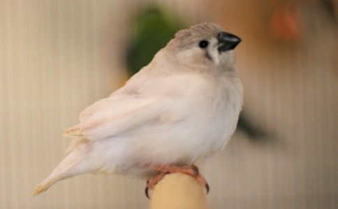 CFW Zebra Finch Fledgling - My Bird Aviary