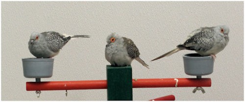 Diamond Dove - My Bird Aviary
